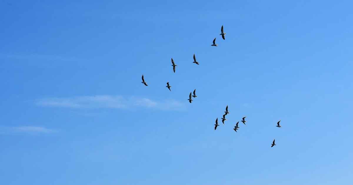 Themes - Institute for Advanced Study IAS - University of Amsterdam