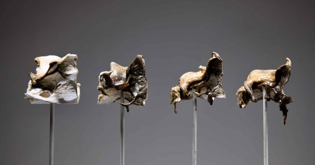 Morph Baby Morph 2 (on-site) - Institute for Advanced Study IAS ...